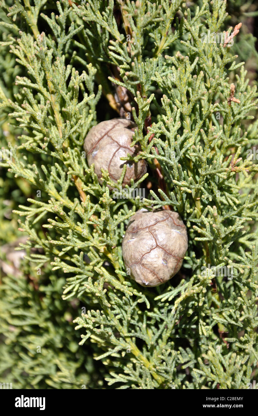 Cupressus sempervirens cone hi-res stock photography and images - Alamy