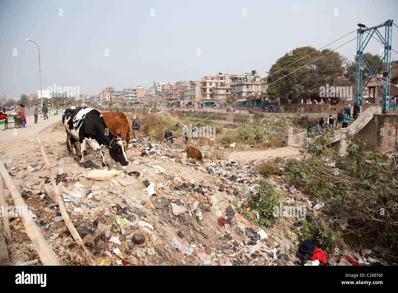 Cow eating in the garbage in the street of Kathmandu, Nepal Stock Photo ...