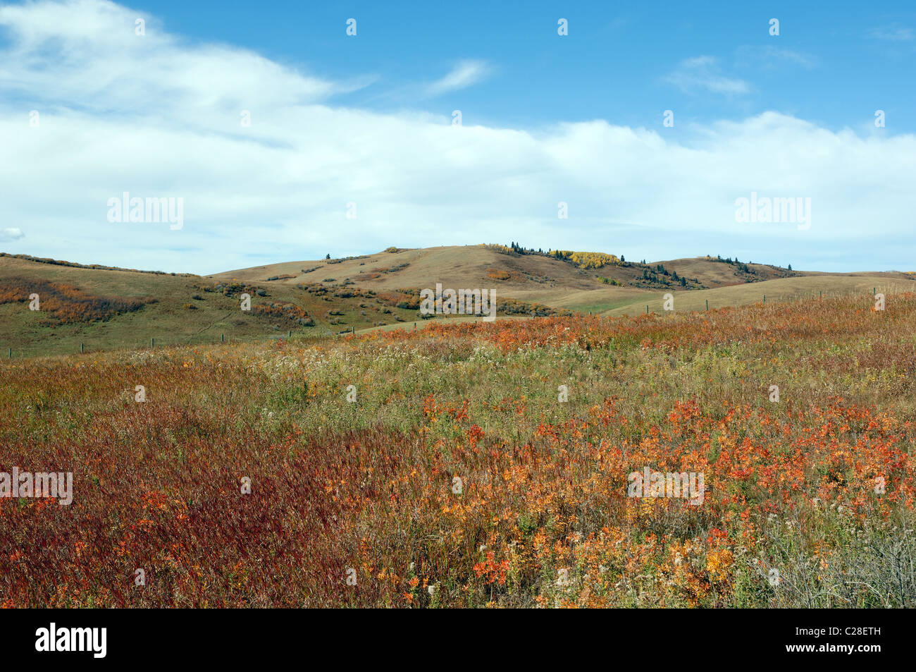 Golden trees fall alberta hi-res stock photography and images - Alamy
