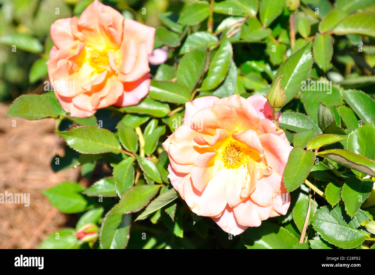 Two pale roses hi-res stock photography and images - Alamy
