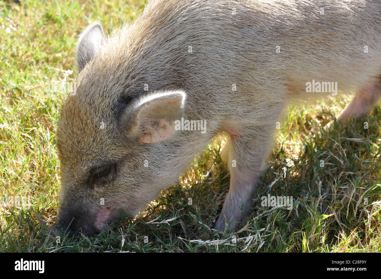 Piglet bowl hi-res stock photography and images - Alamy