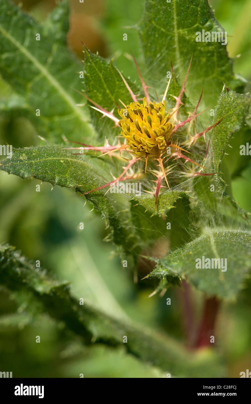 Holy Thistle, Blessed Thistle (Cnicus benedictus), flowering Stock ...