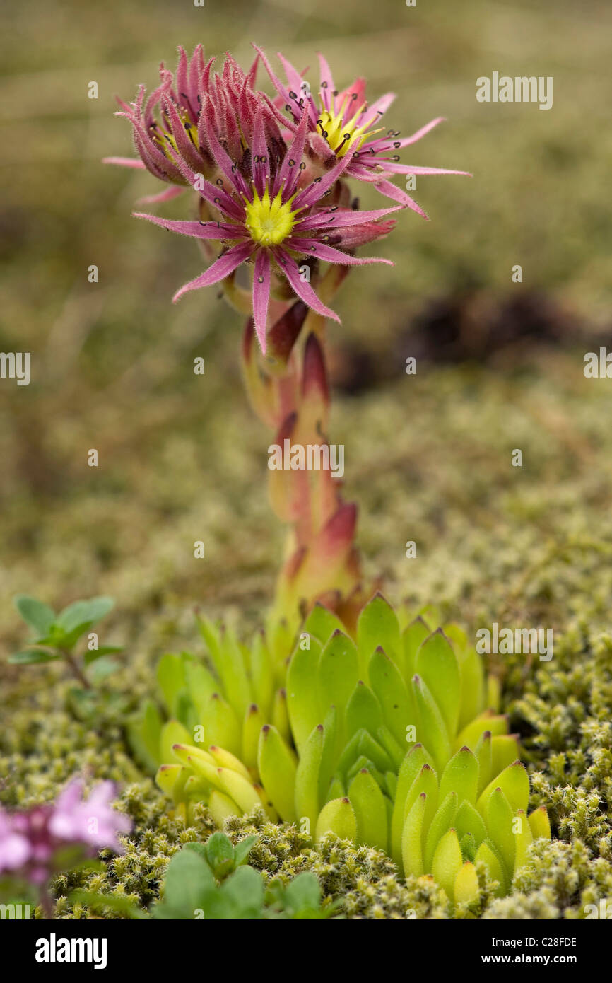 Mountain Houseleek (Sempervivum montanum), flowering Stock Photo - Alamy