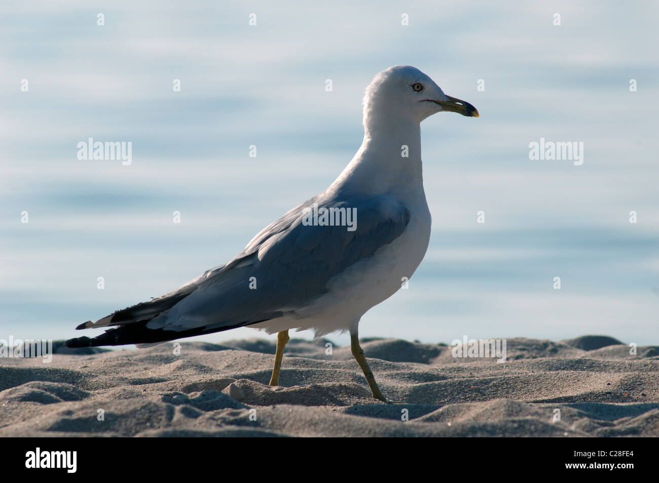 Manitoba fauna hi-res stock photography and images - Alamy