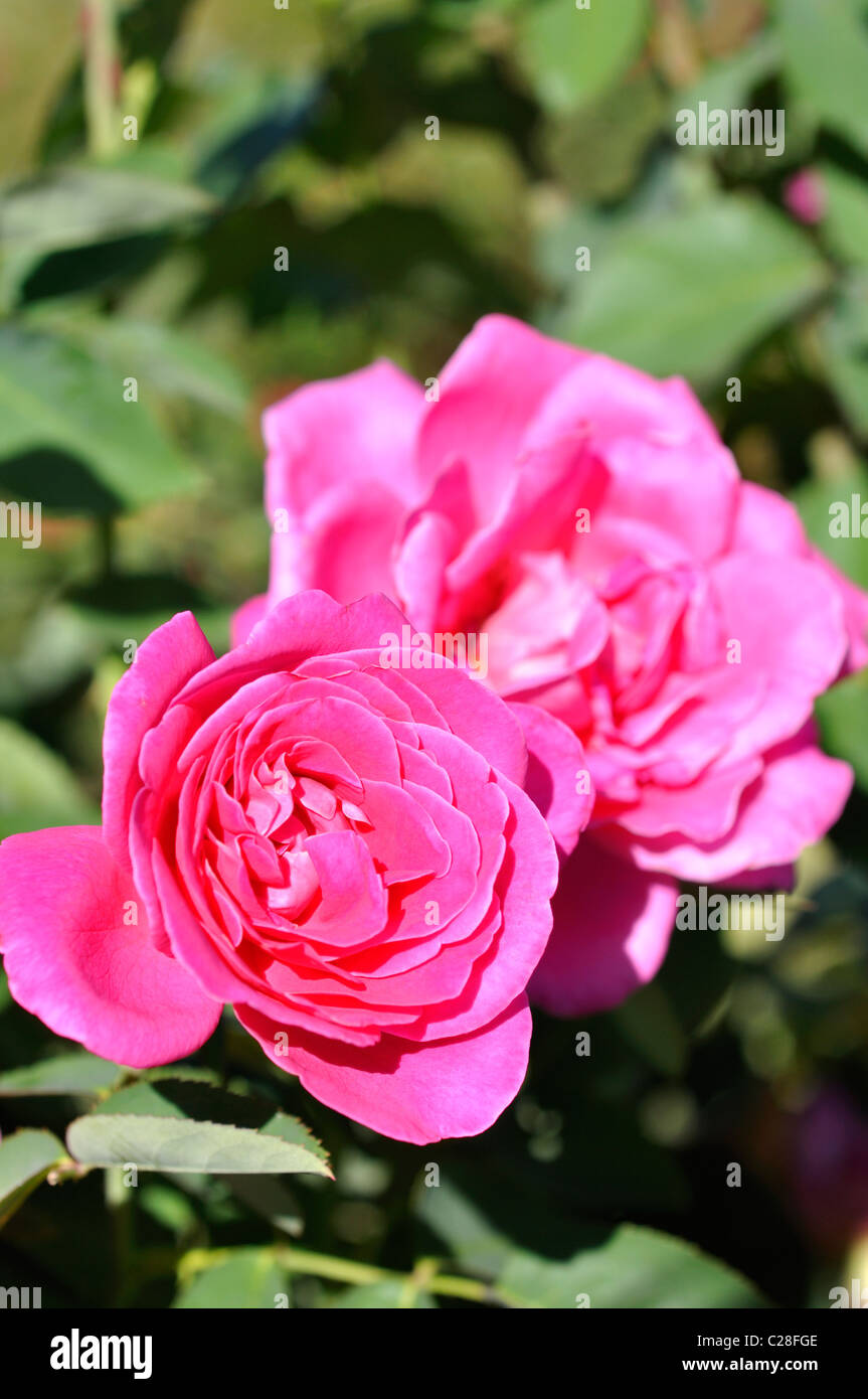 Pair of roses hi-res stock photography and images - Alamy
