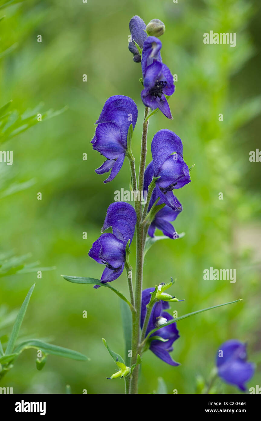 Wolfs bane hi-res stock photography and images - Alamy