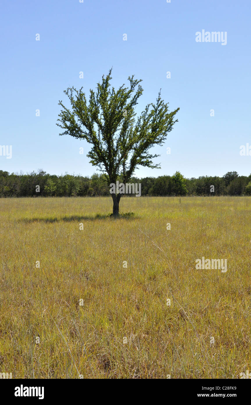 Texas high plains, USA Stock Photo - Alamy