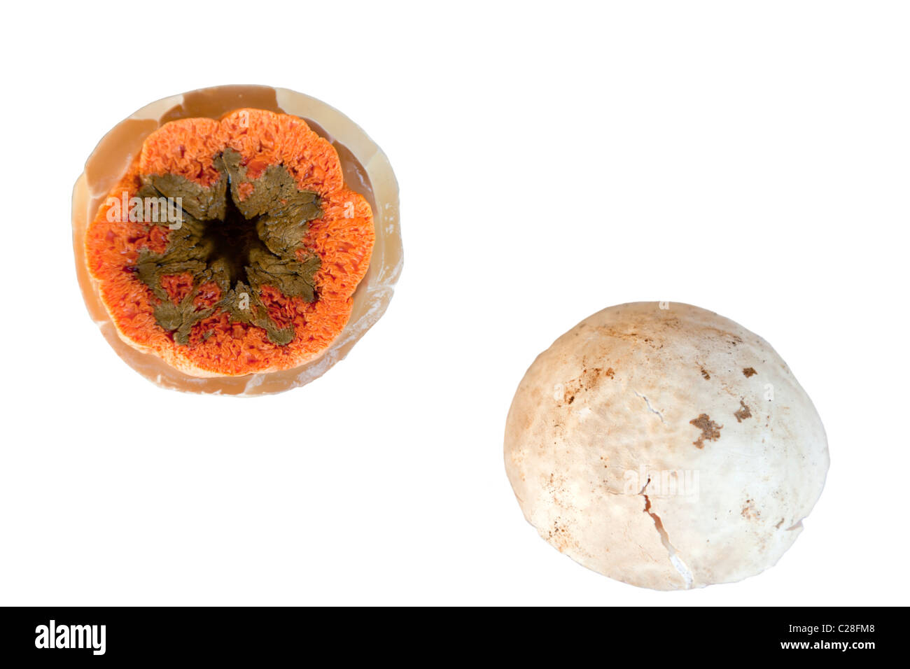 The cross section of a young Red Cage Fungus showing its spore-bearing ...