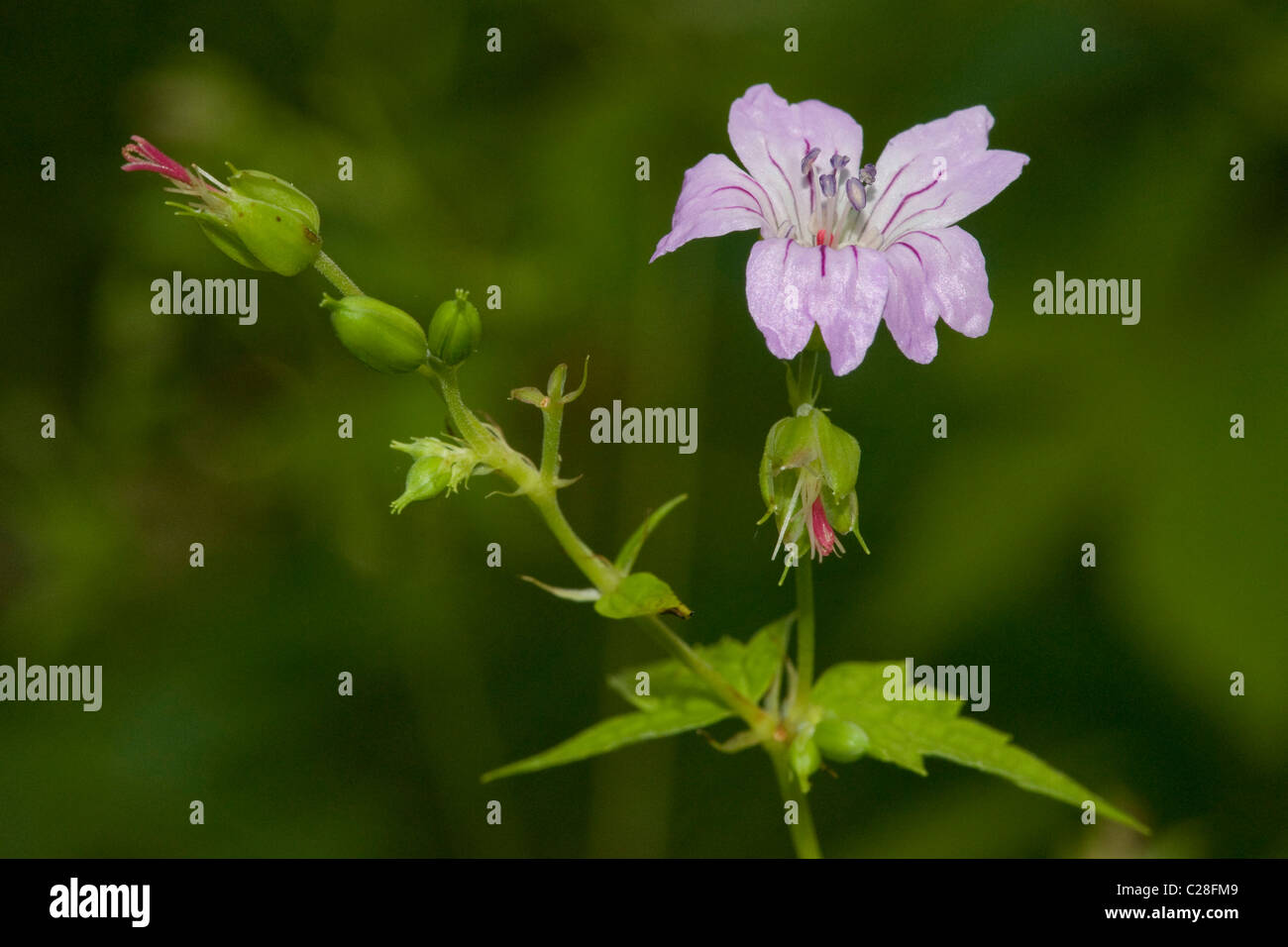 Cranesbill hi-res stock photography and images - Alamy