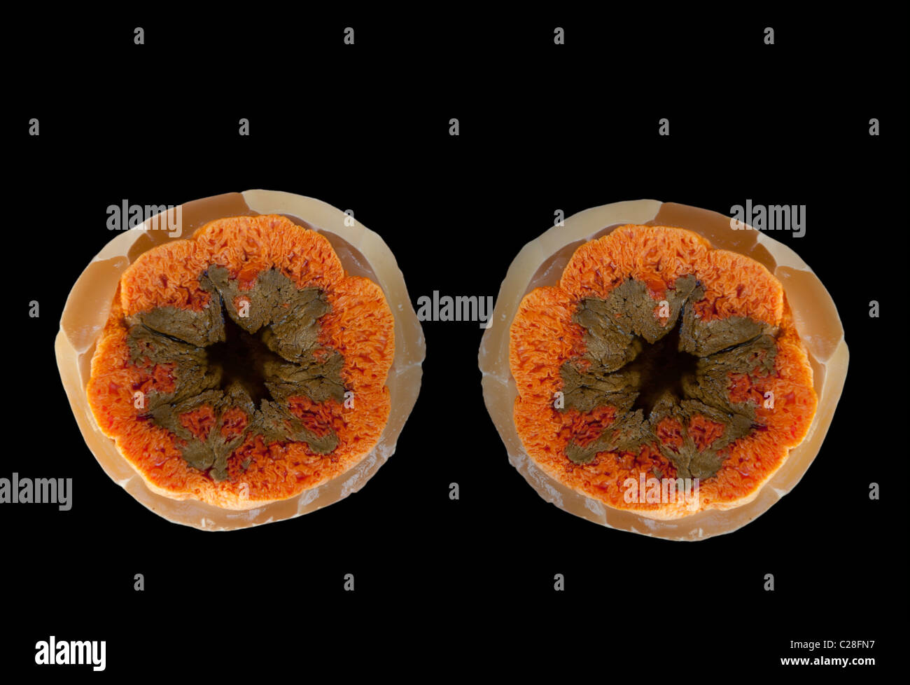 The cross section of a young Red Cage Fungus showing its spore-bearing ...