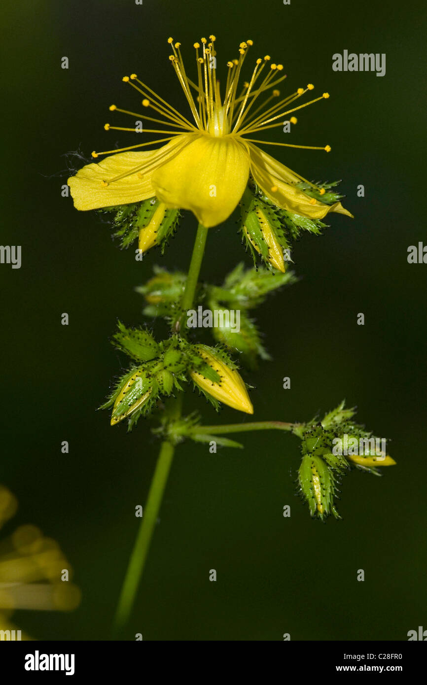 Pale St.Johns Wort (Hypericum montanum), flowering twig Stock Photo - Alamy