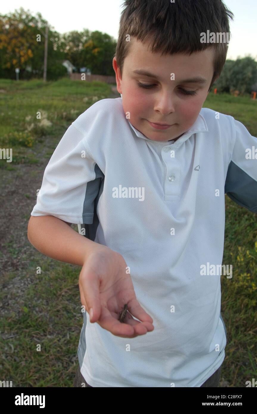 Young grasshopper hi-res stock photography and images - Alamy