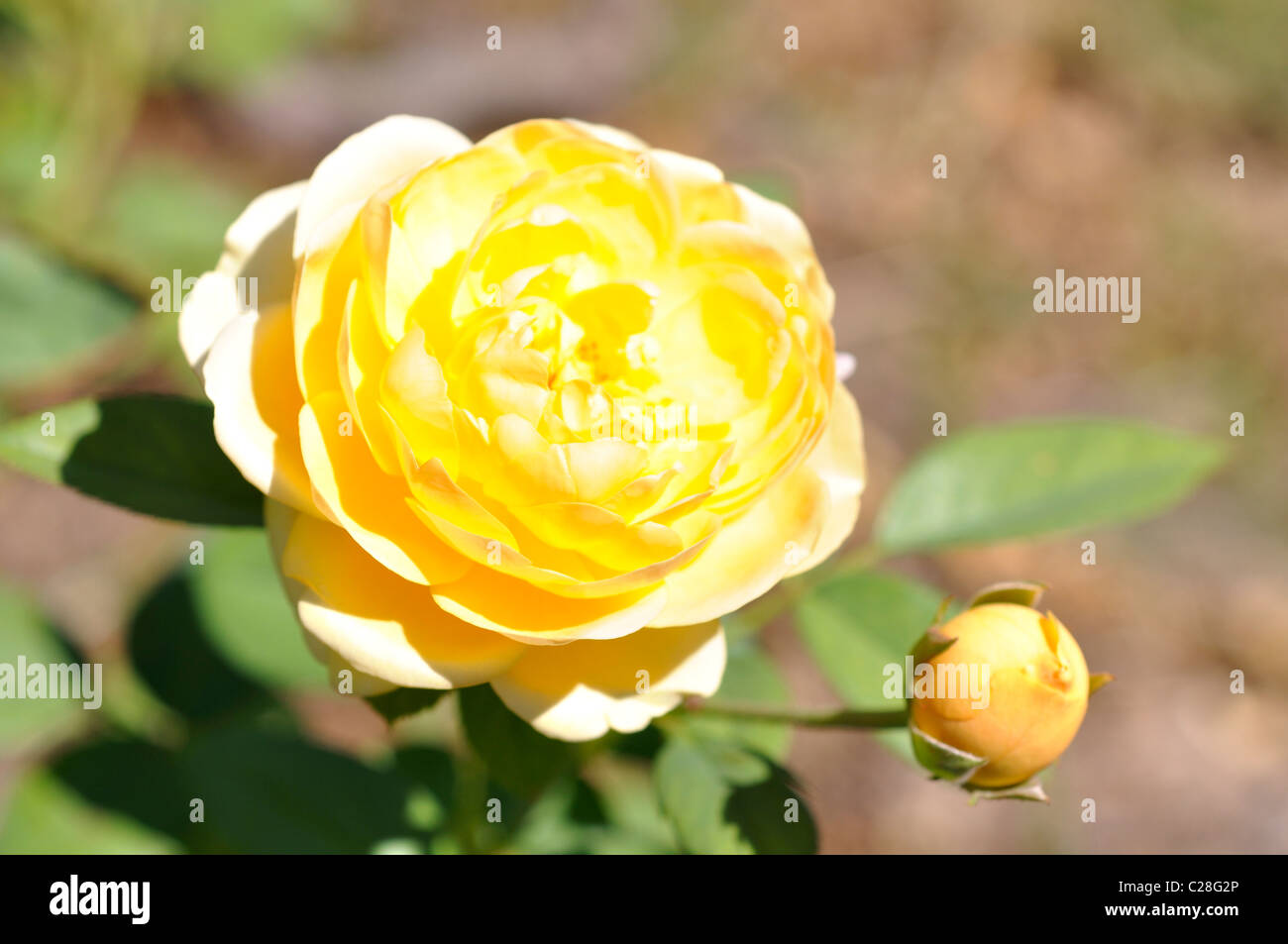 Graham rose hi-res stock photography and images - Alamy