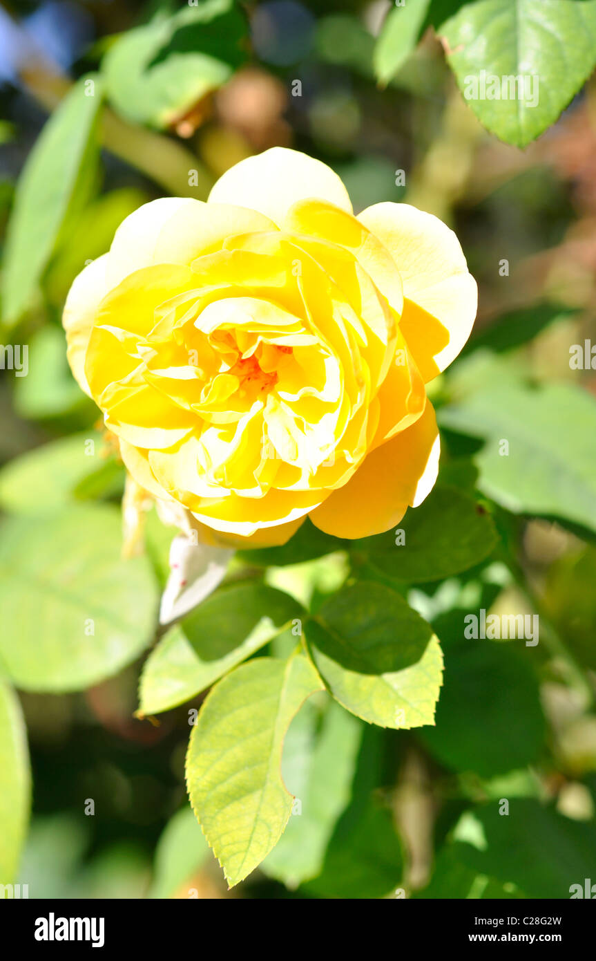 Graham rose hi-res stock photography and images - Alamy