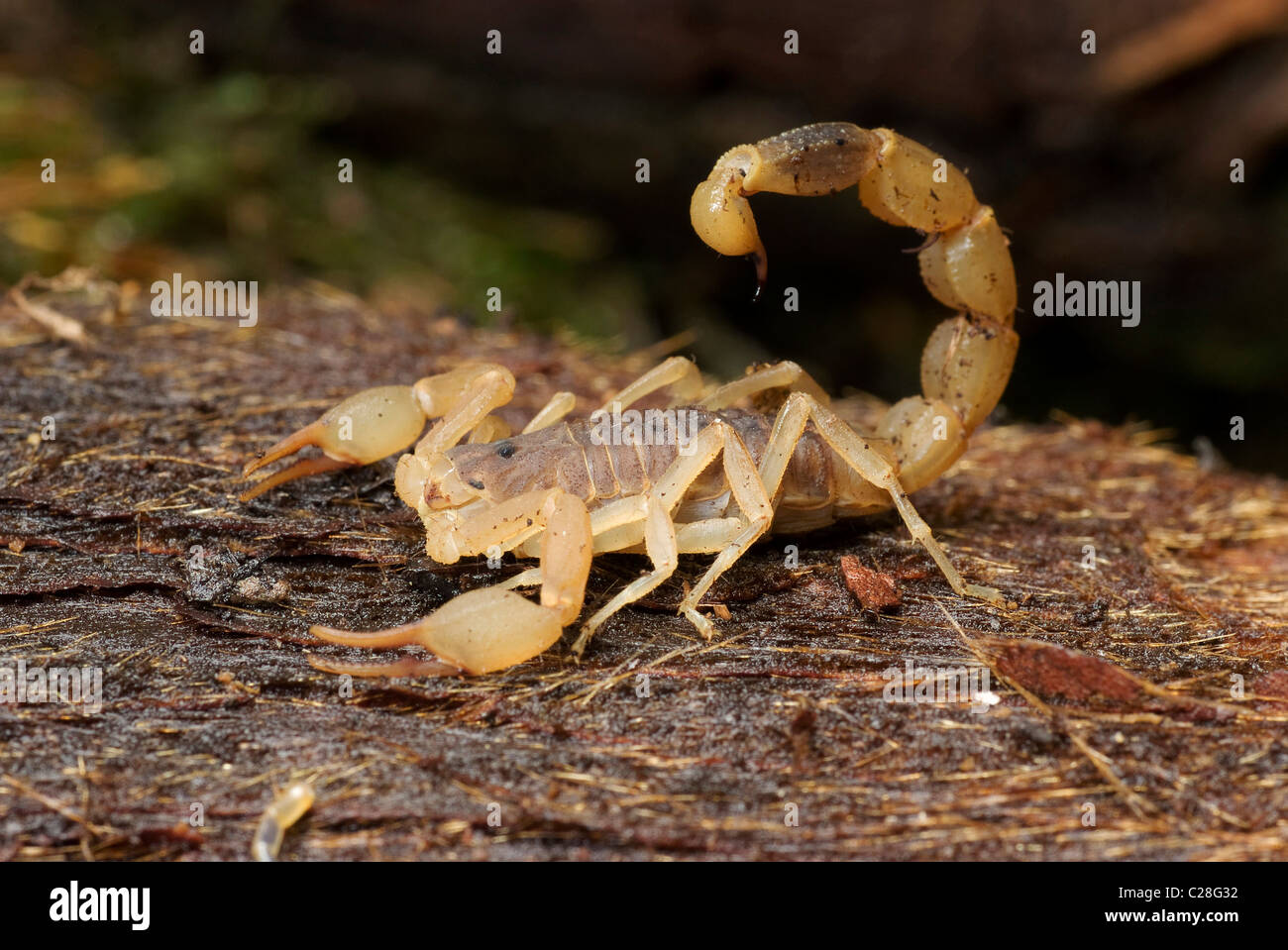 Chinese Swimming Scorpion (Lychas mucronatus) on wood Stock Photo - Alamy