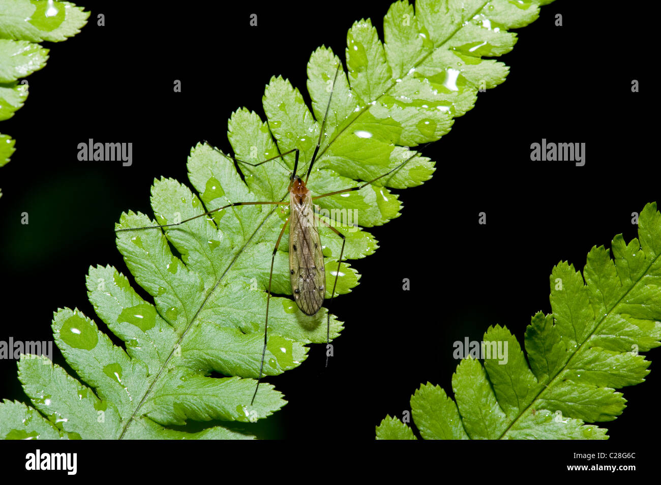 Cranefly limoniidae hi-res stock photography and images - Alamy
