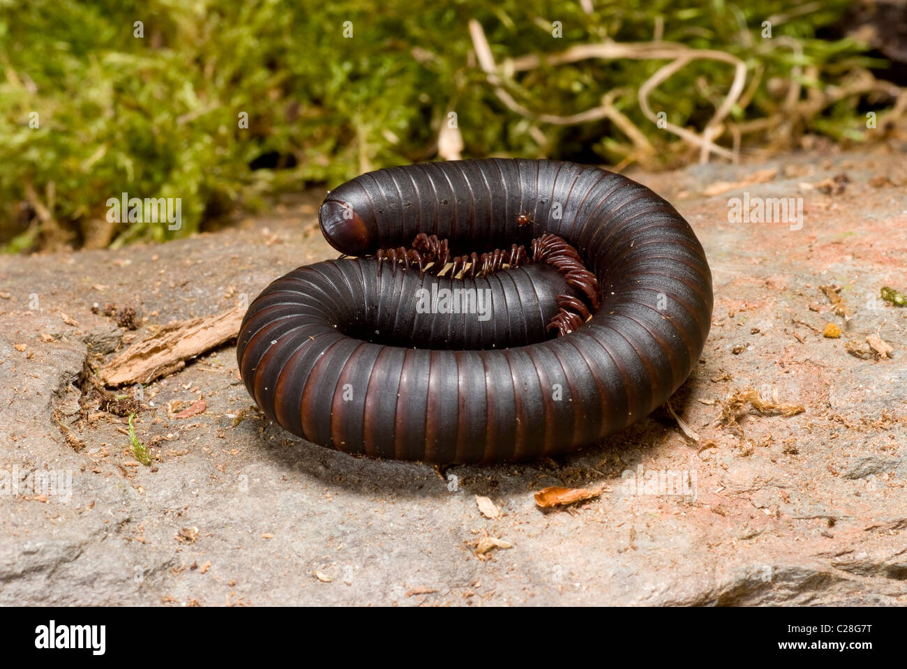 Millipede hi-res stock photography and images - Alamy