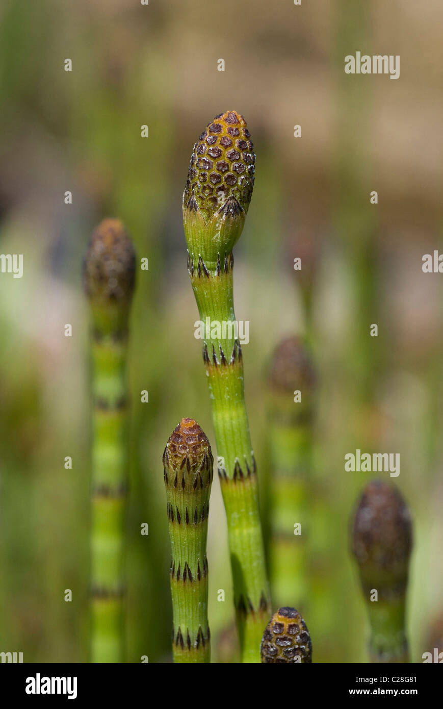 Equisetum Sporangiophore