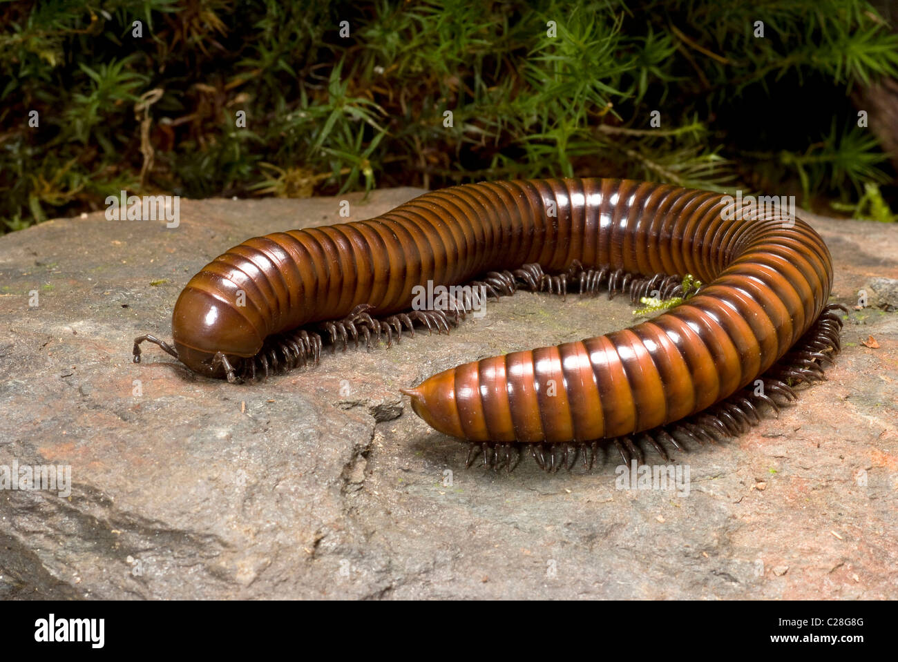 Millipede hi-res stock photography and images - Alamy