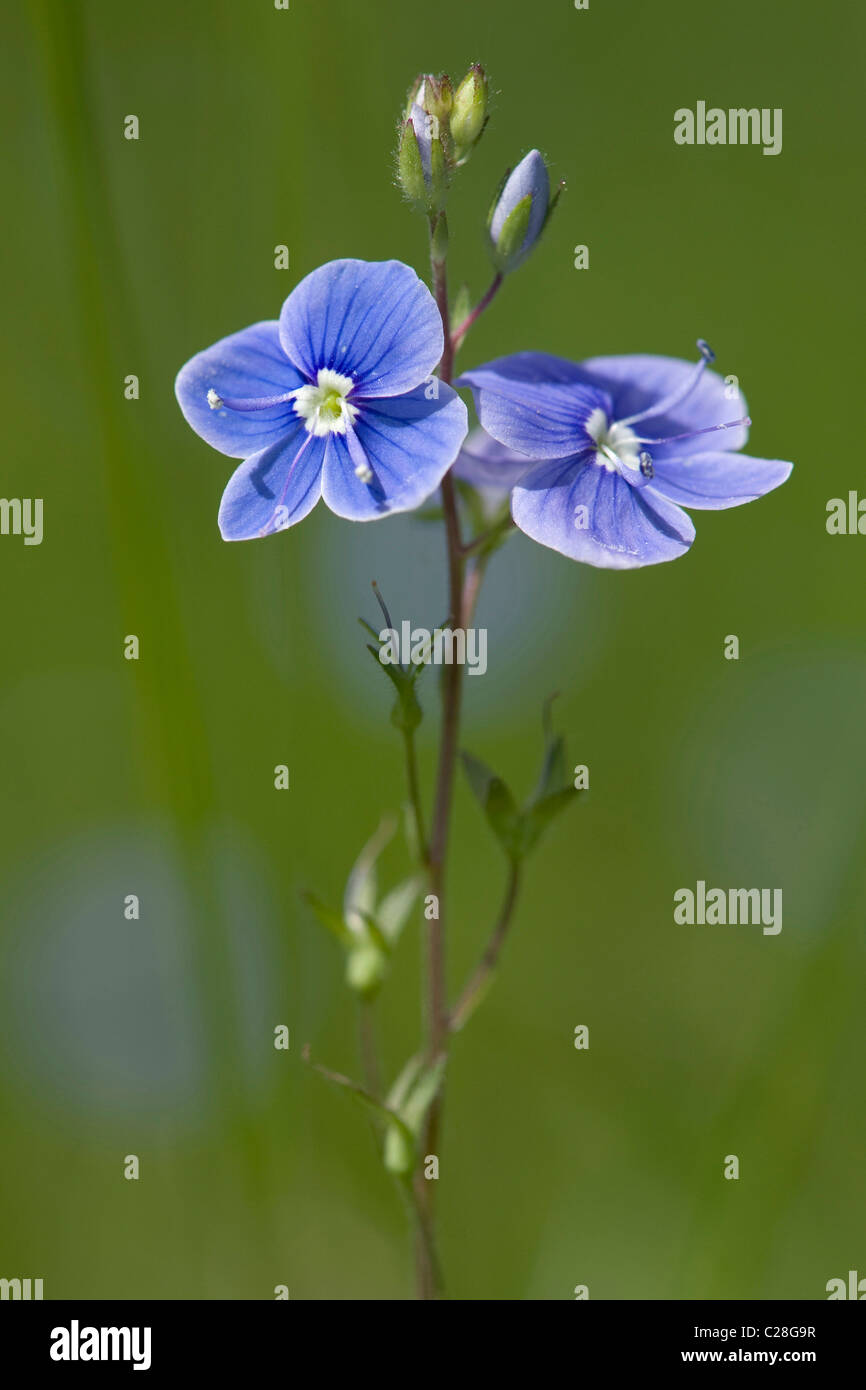 Germander Speedwell (Veronica chamaedrys), flowering stalk Stock Photo ...