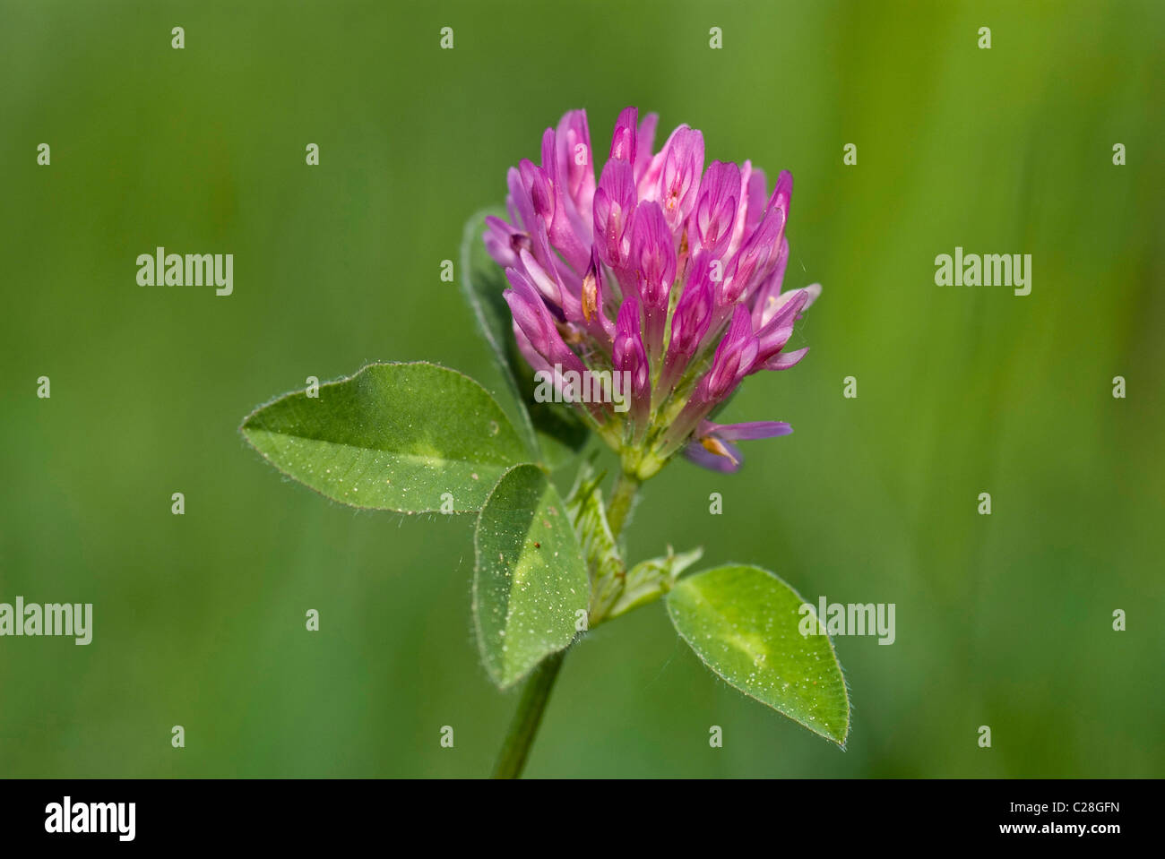 Red Clover (Trifolium pratense), flower and leaves Stock Photo - Alamy