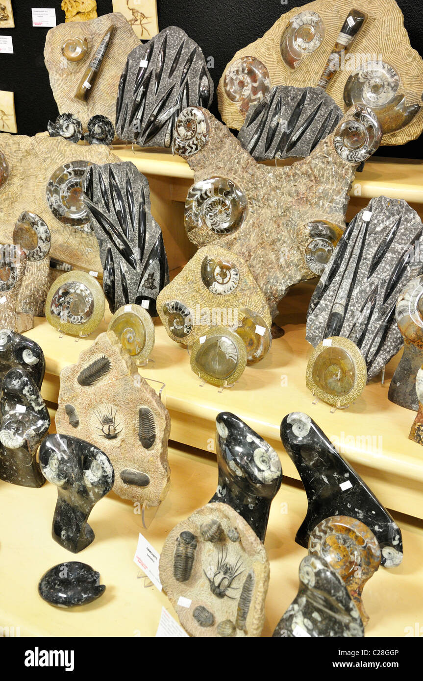 Fossil world hi-res stock photography and images - Alamy