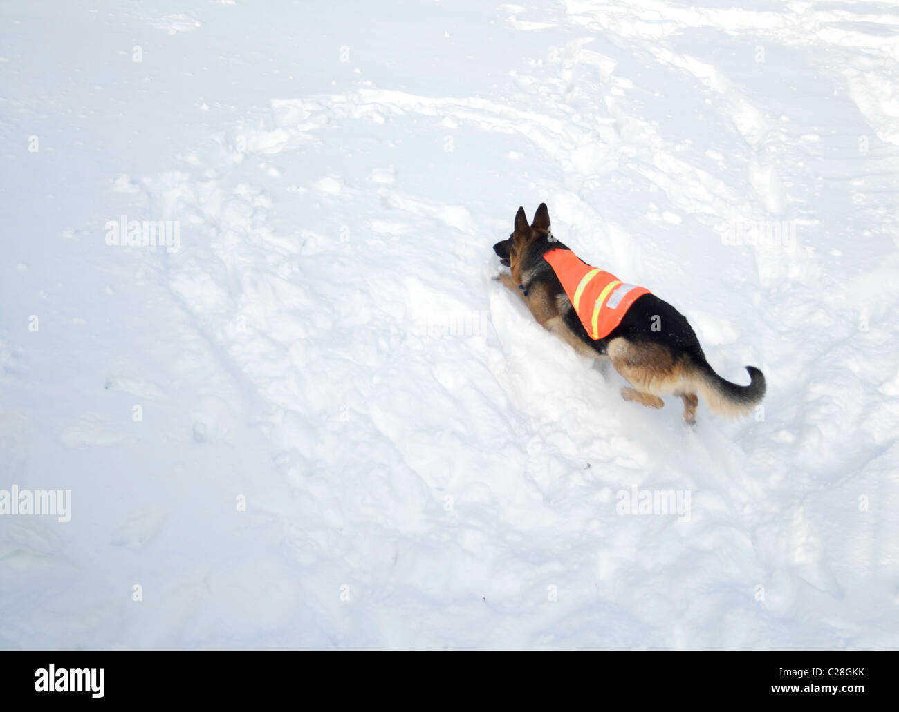 German shepherd patrol hi-res stock photography and images - Alamy