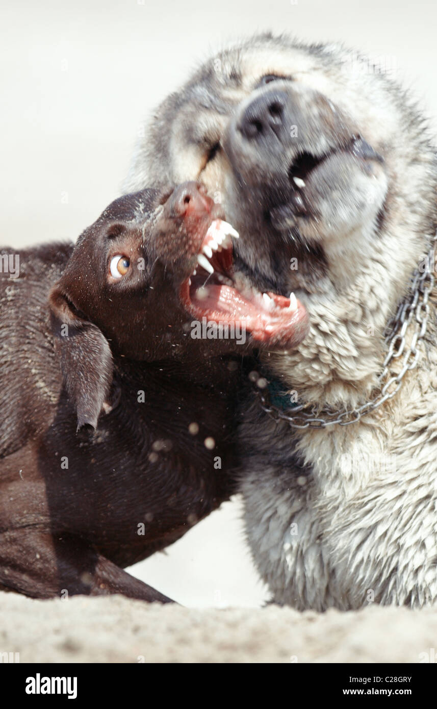 Two dogs fighting outdoors. Vertical close-up photo Stock Photo - Alamy