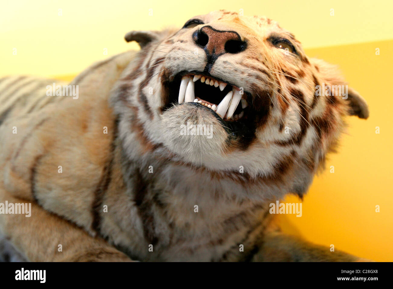 Tiger at the Museum of Natural History. London Stock Photo - Alamy