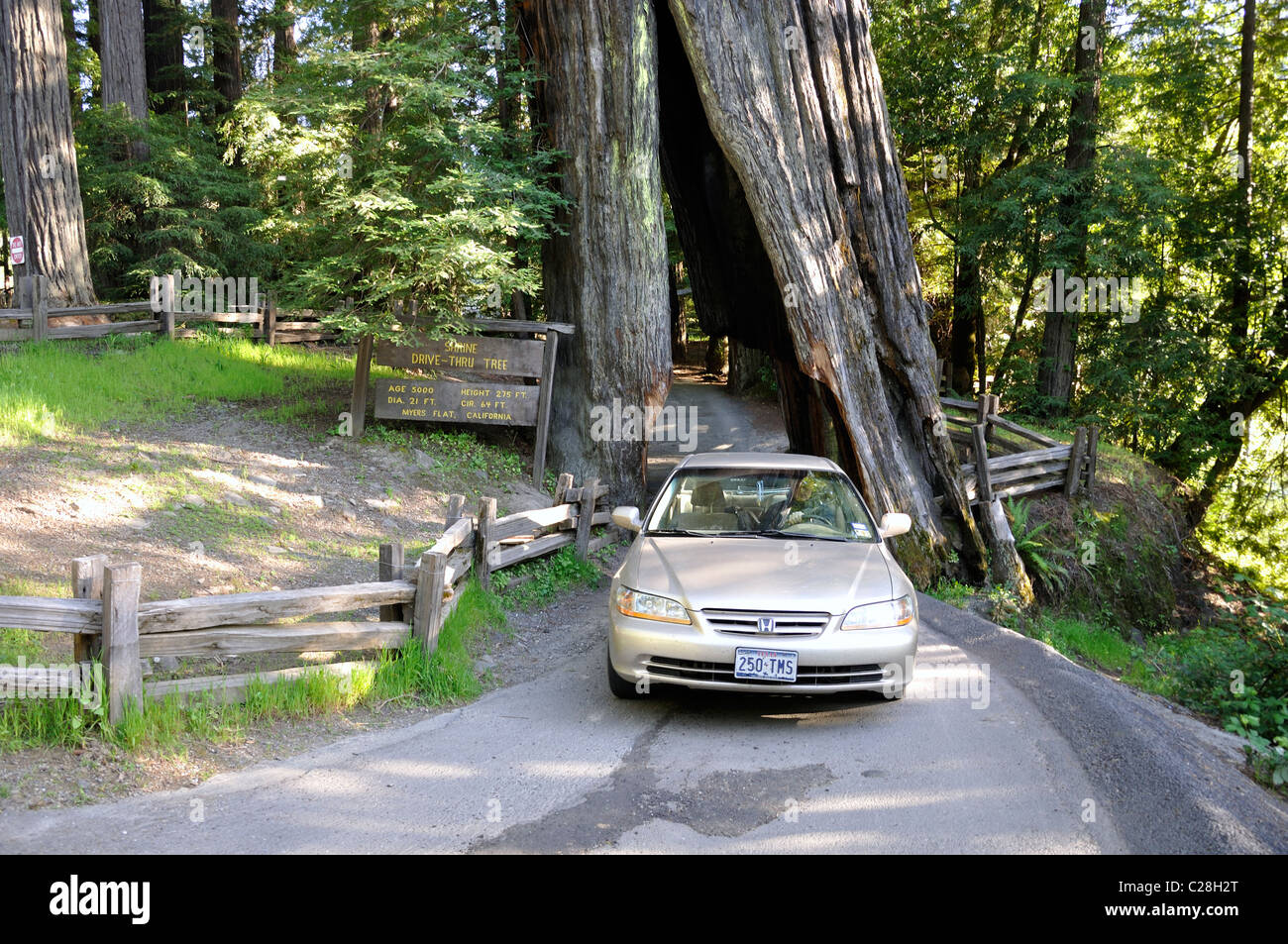 Drive car tree redwoods hi-res stock photography and images - Alamy