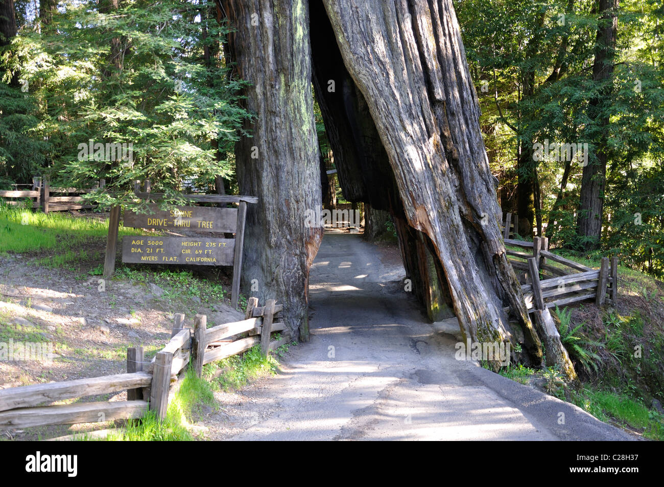 Drive thru redwood tree hi-res stock photography and images - Alamy