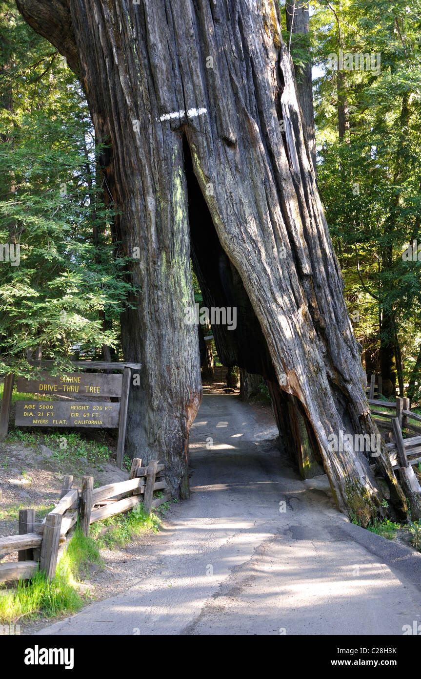 Big tree drive thru hi-res stock photography and images - Alamy