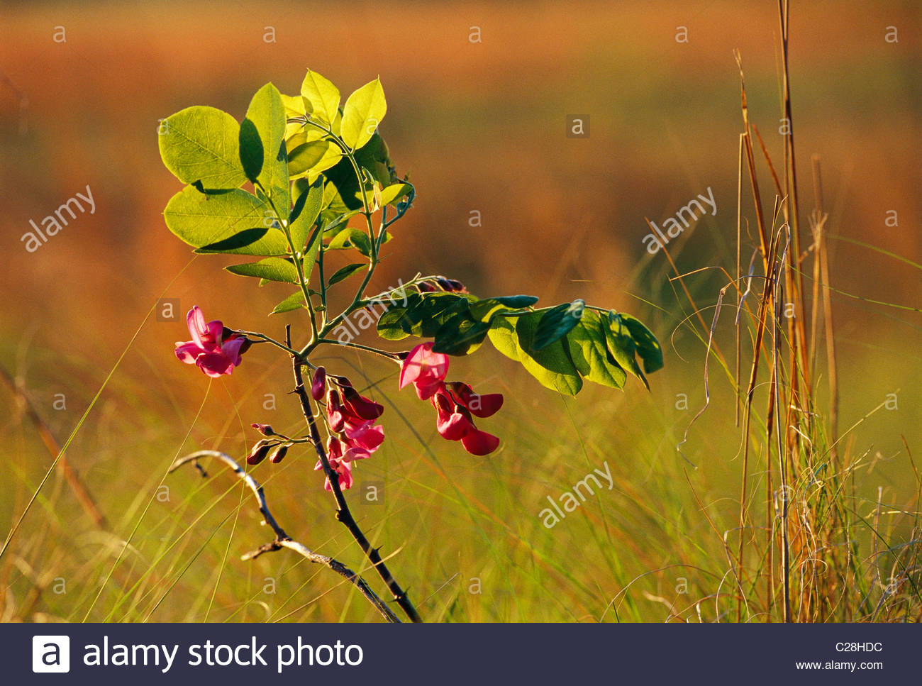 Carolina Locust Stock Photos & Carolina Locust Stock Images - Alamy