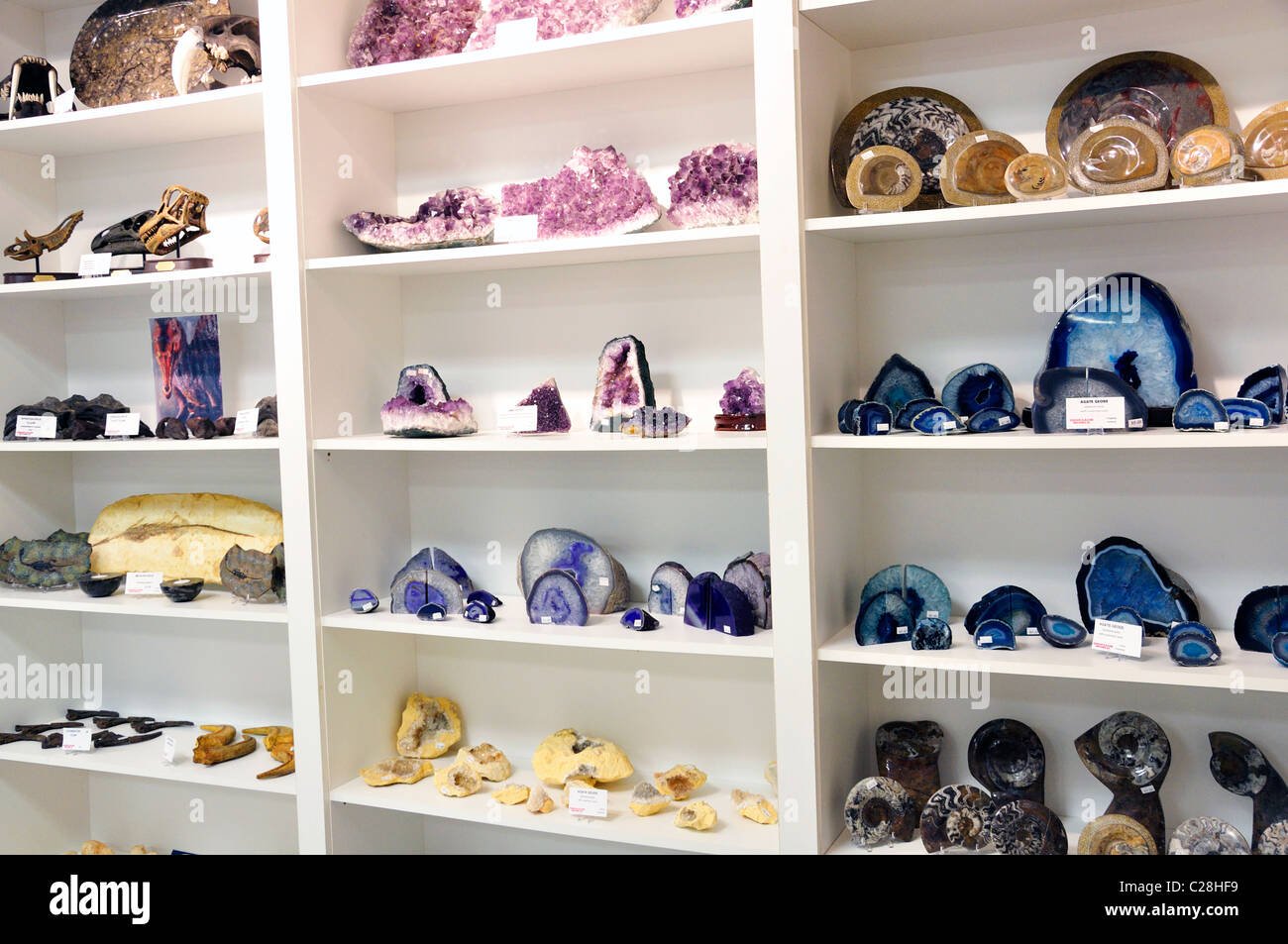 Rock and fossil shop hi-res stock photography and images - Alamy