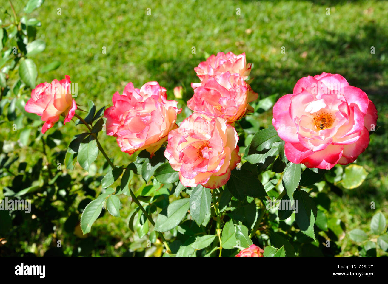 Cherry parfait rose hi-res stock photography and images - Alamy