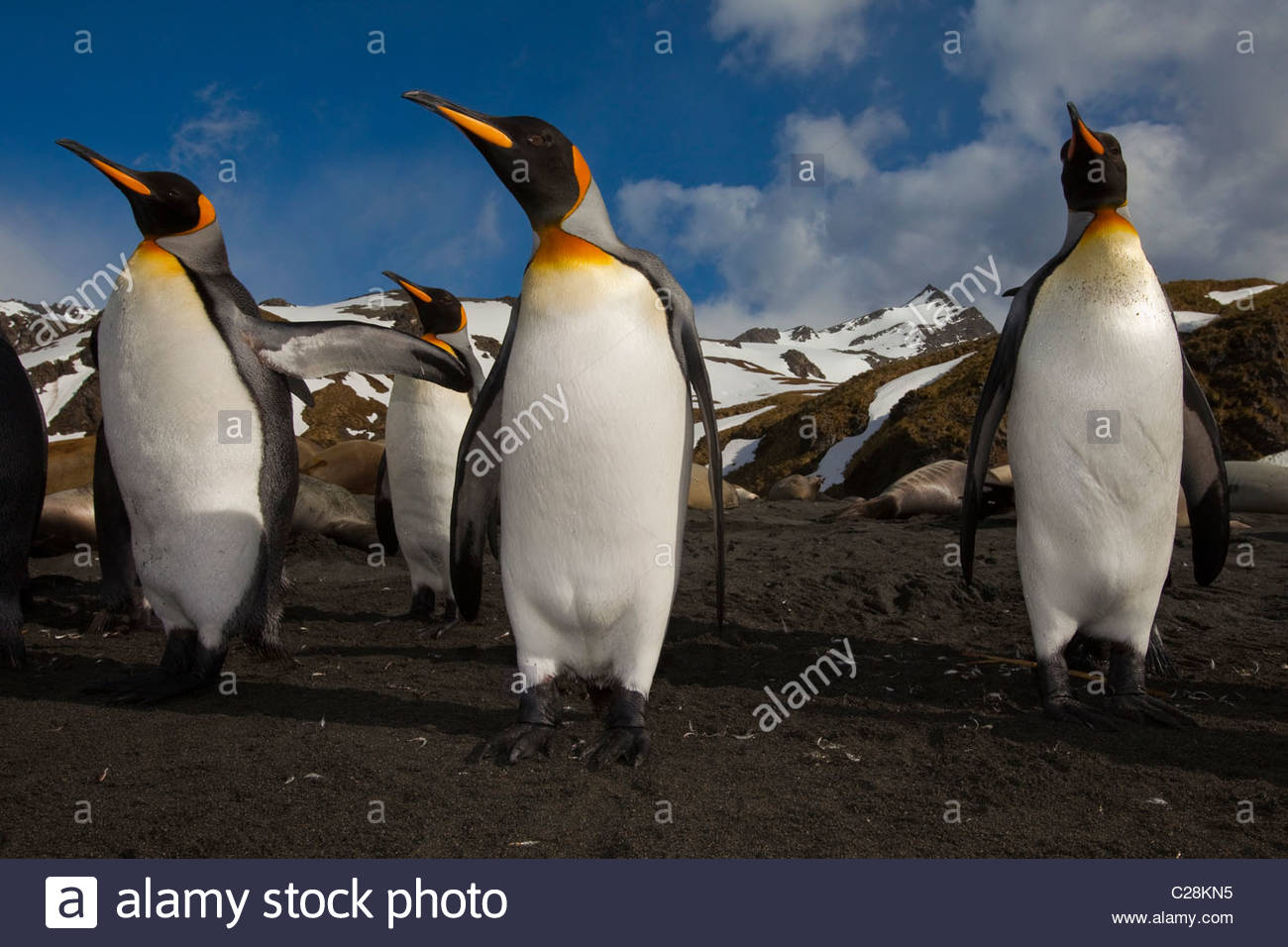 Four penguins hi-res stock photography and images - Alamy