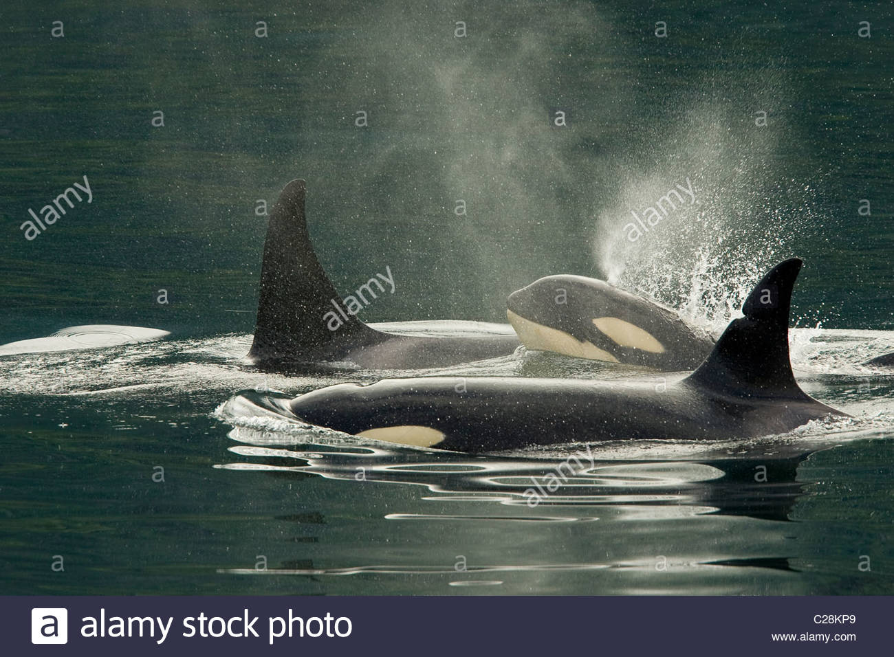 A family of orcas swimming at the surface of the ocean Stock Photo - Alamy
