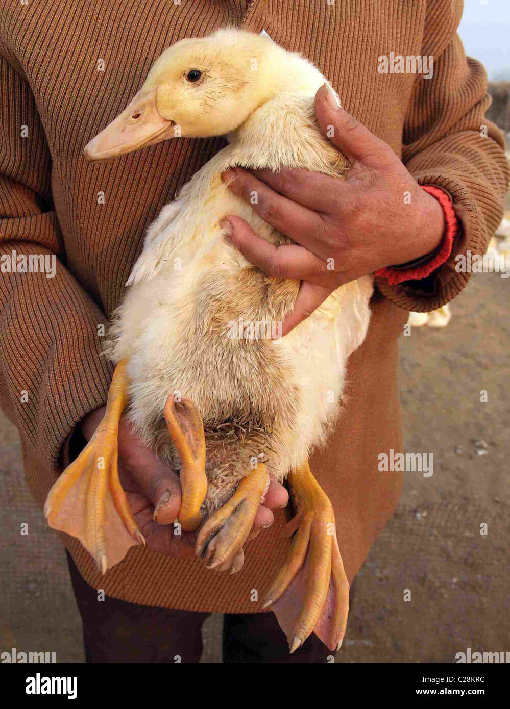 Leggy birds hi-res stock photography and images - Alamy