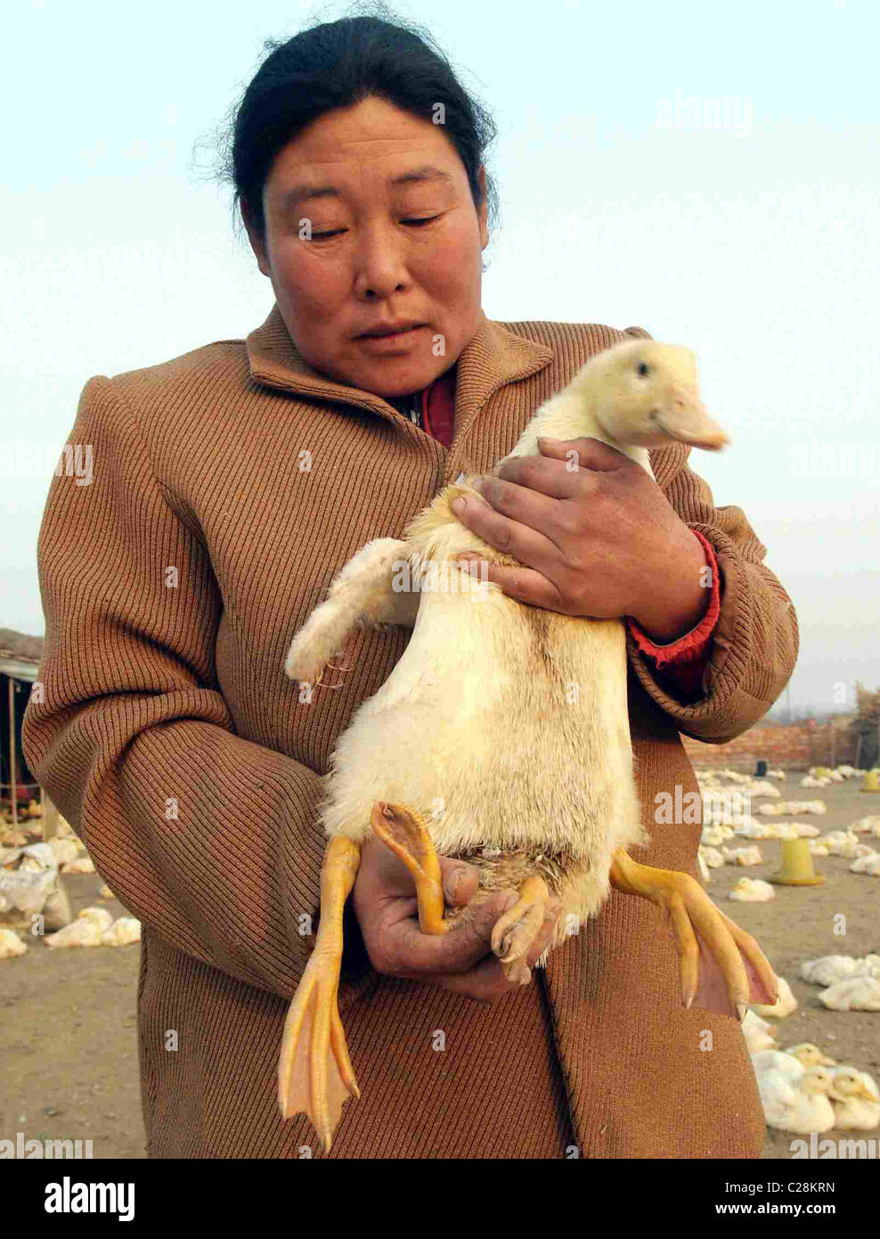 Leggy birds hi-res stock photography and images - Alamy
