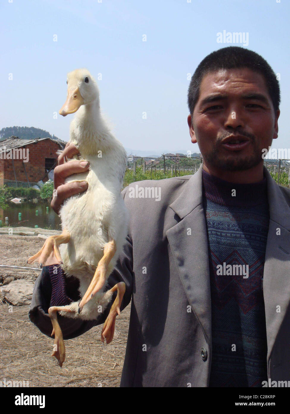 LEGGY BIRDS! These ducks will easily outswim their rivals – they've got ...