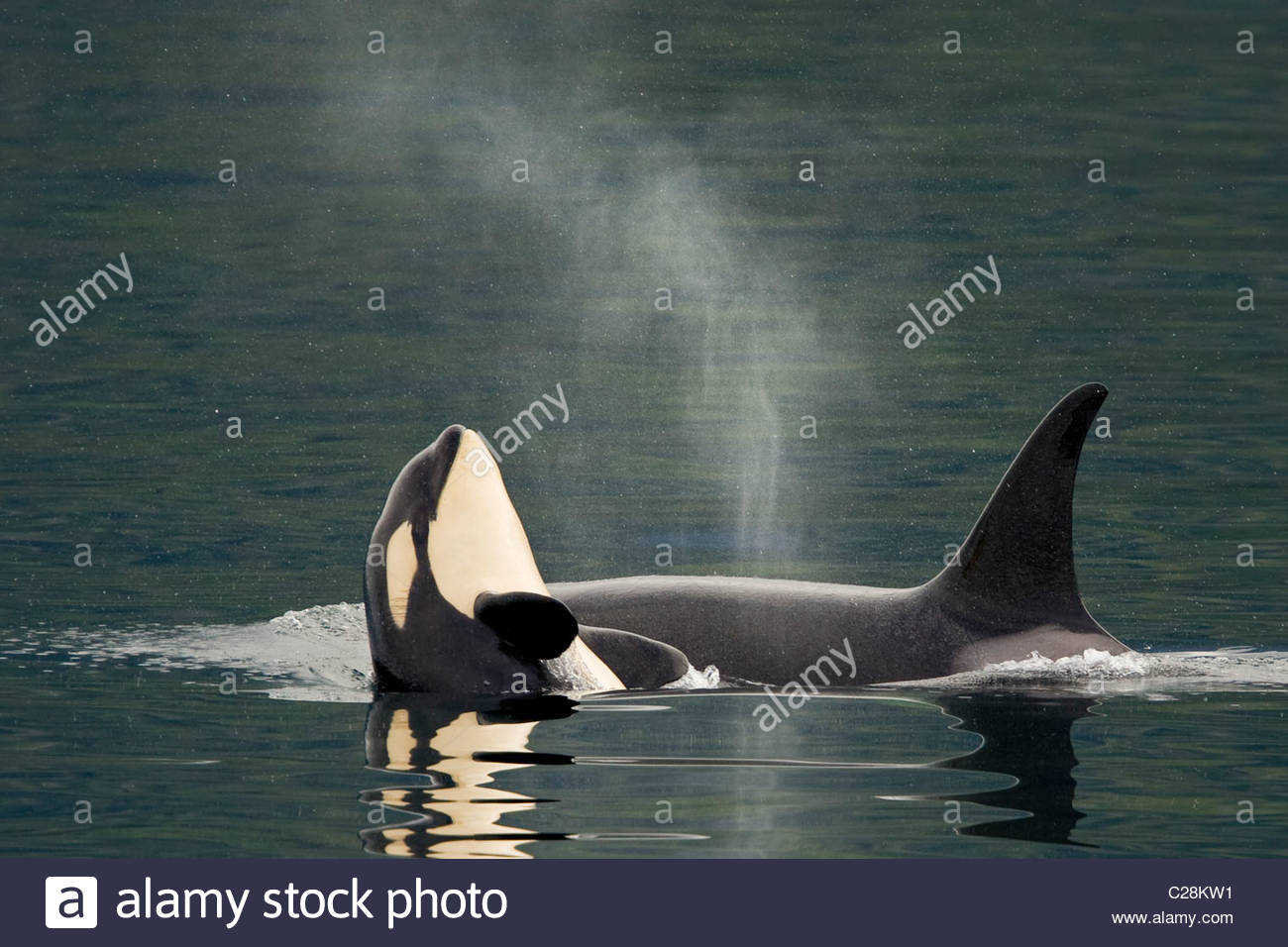 A killer whale calf raises out of the water next to an adult Stock ...