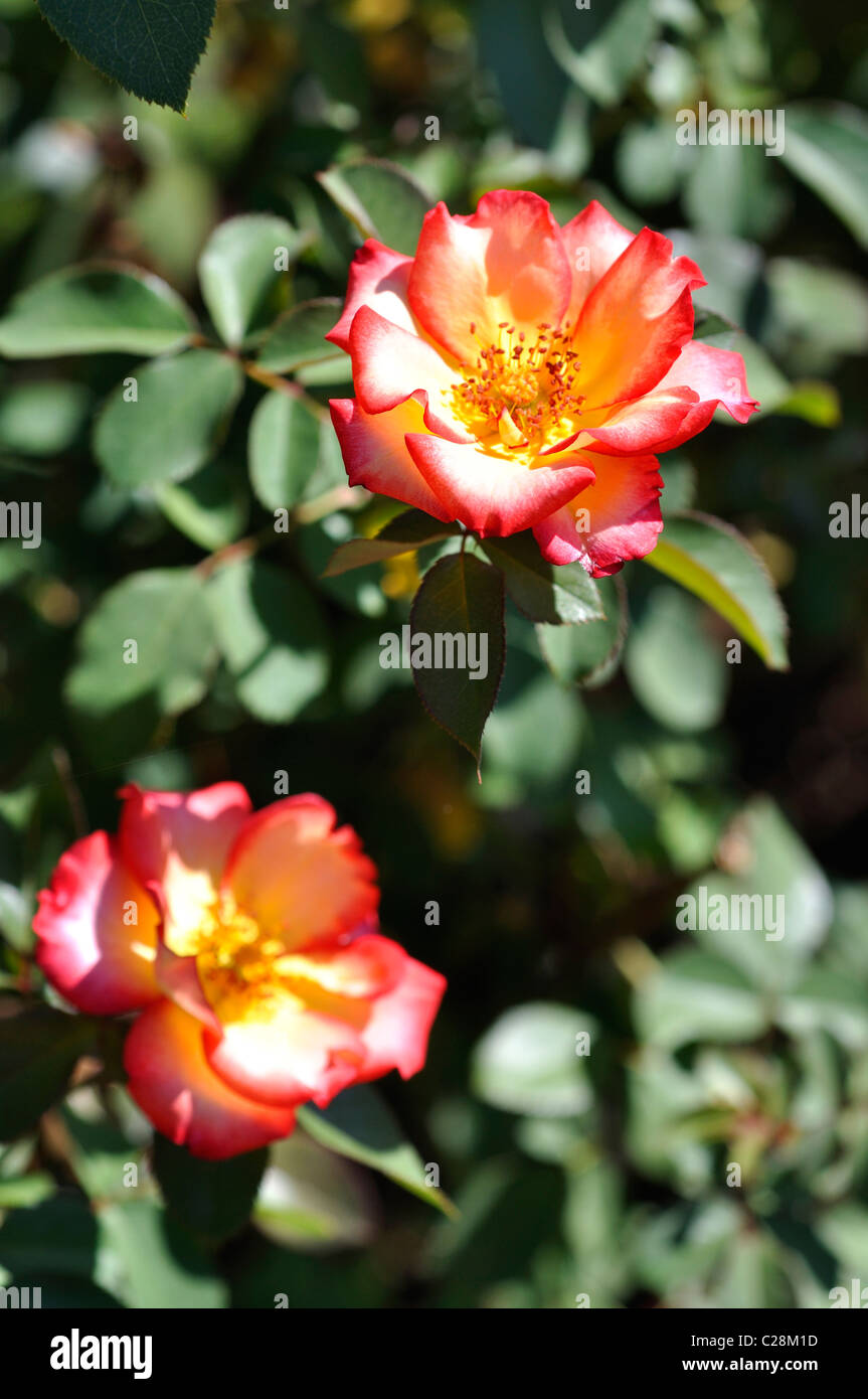 Rose betty boop hi-res stock photography and images - Alamy