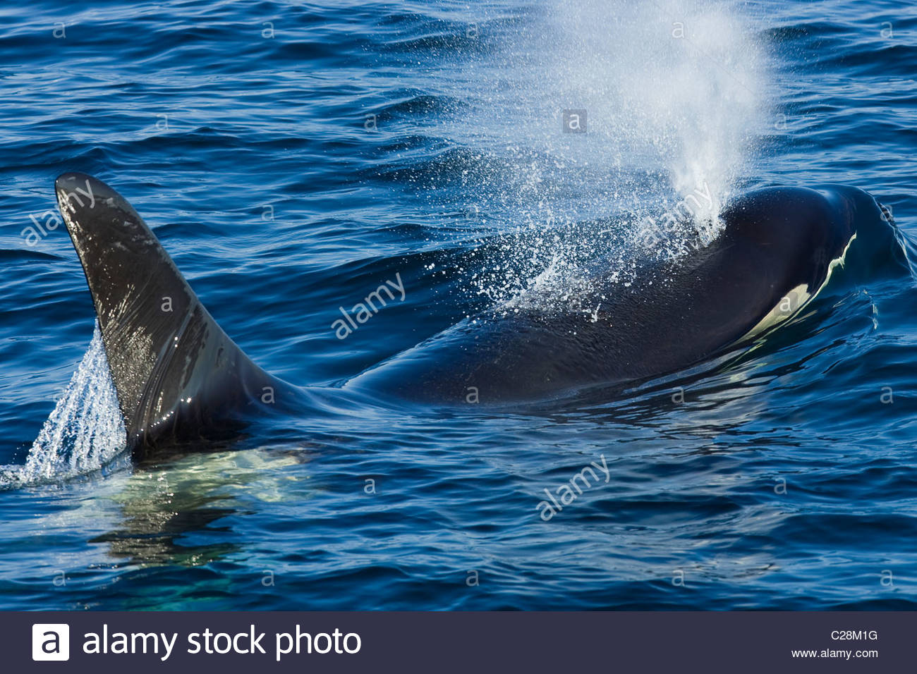 Whale spraying water hi-res stock photography and images - Alamy