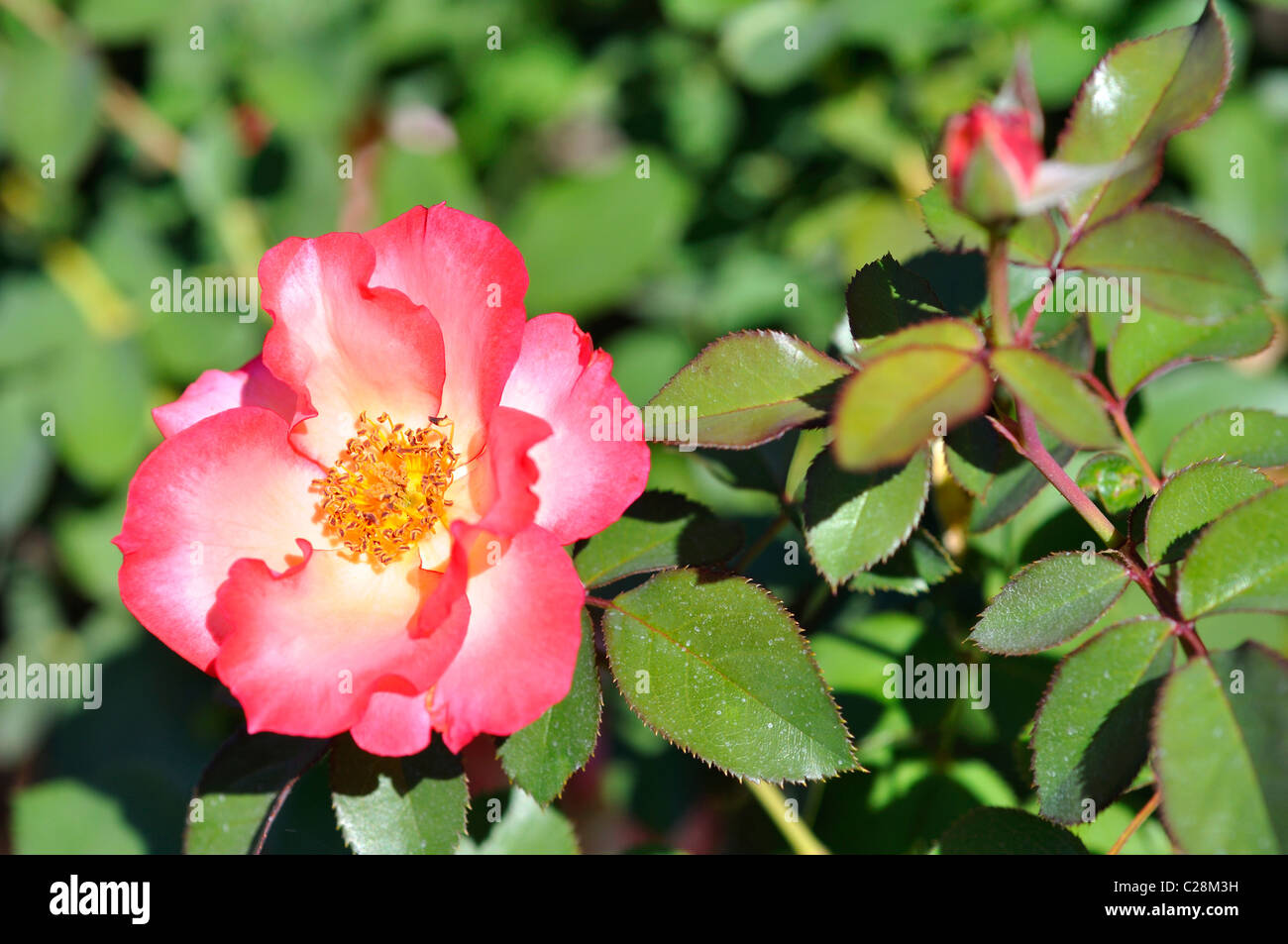 Rose betty boop hi-res stock photography and images - Alamy