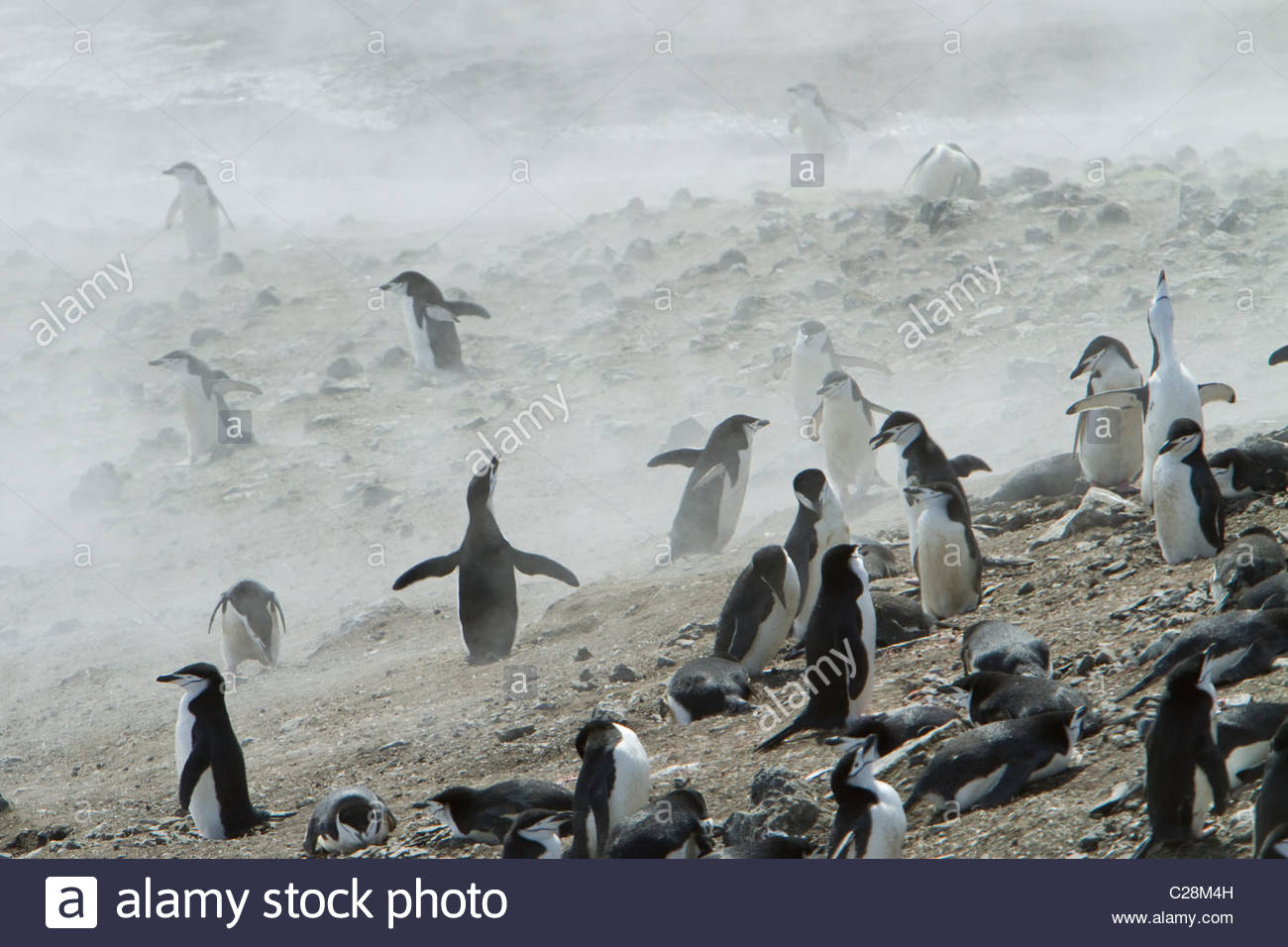 Chinstrap penguins in volcanic stream Stock Photo - Alamy