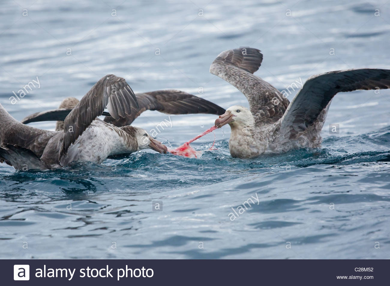 Giant petrels tear at a piece of flesh Stock Photo - Alamy