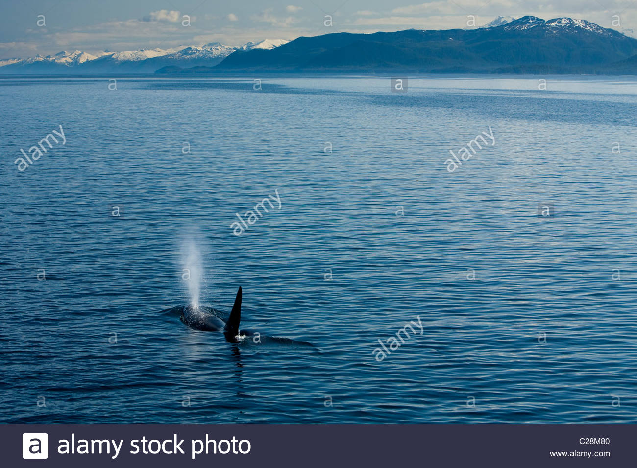 Orca blowhole spray hi-res stock photography and images - Alamy