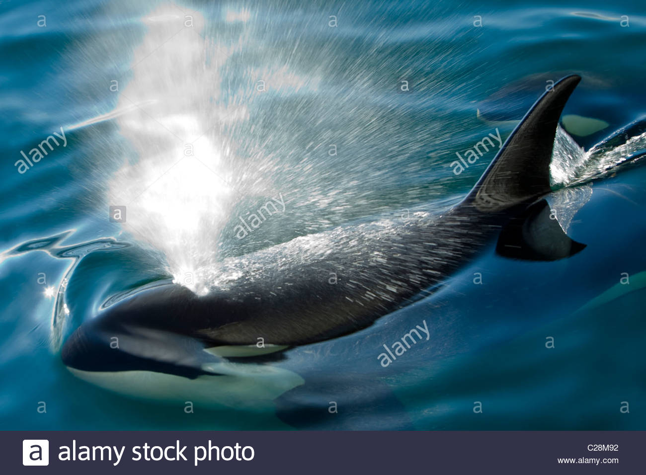 A killer whale shoots water out of its blowhole Stock Photo - Alamy