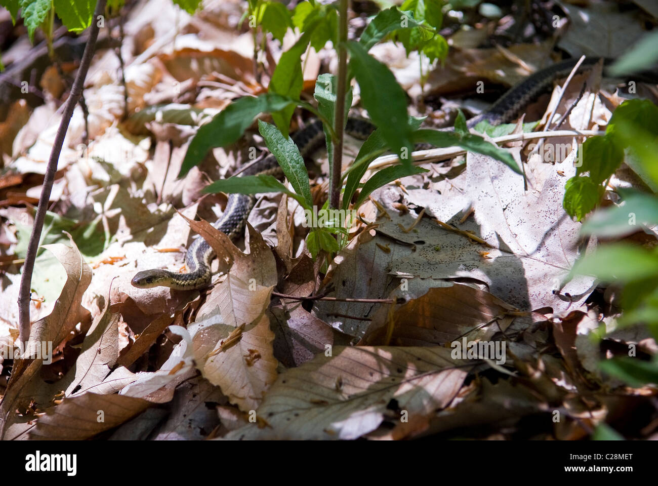 Slithering snake hi-res stock photography and images - Alamy