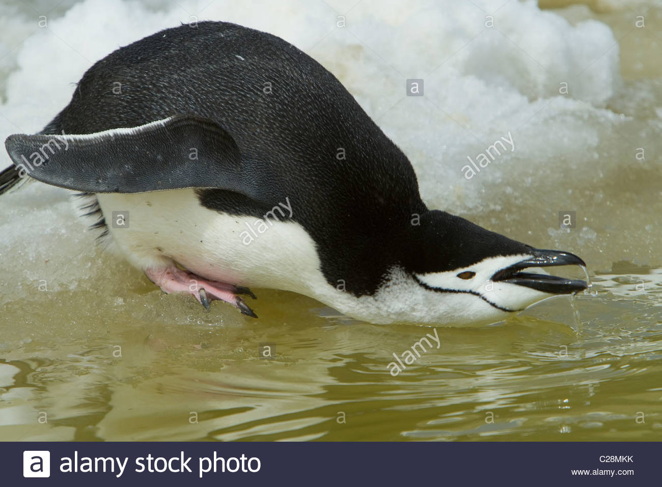 Penguins drinking hi-res stock photography and images - Alamy